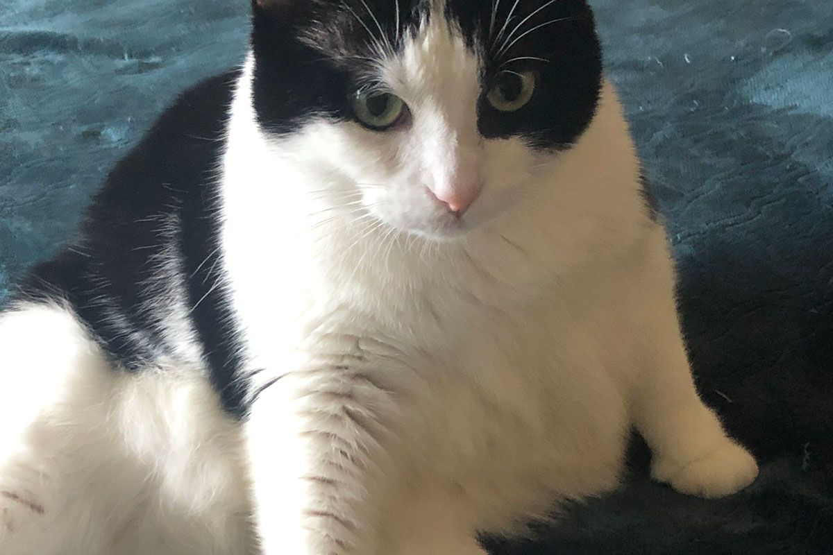 ぽっちゃりしても、美猫でしょ。【おちゃめMaruのカナダ生活。 vol.52】 | TRILL【トリル】