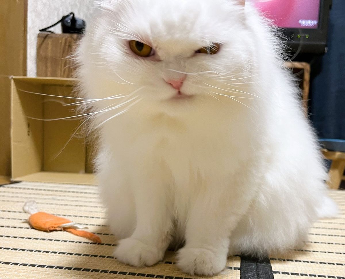 バースデーボーイ、はくべいだよ。【はくべい、んべんべダイアリー。 vol.1】 | TRILL【トリル】