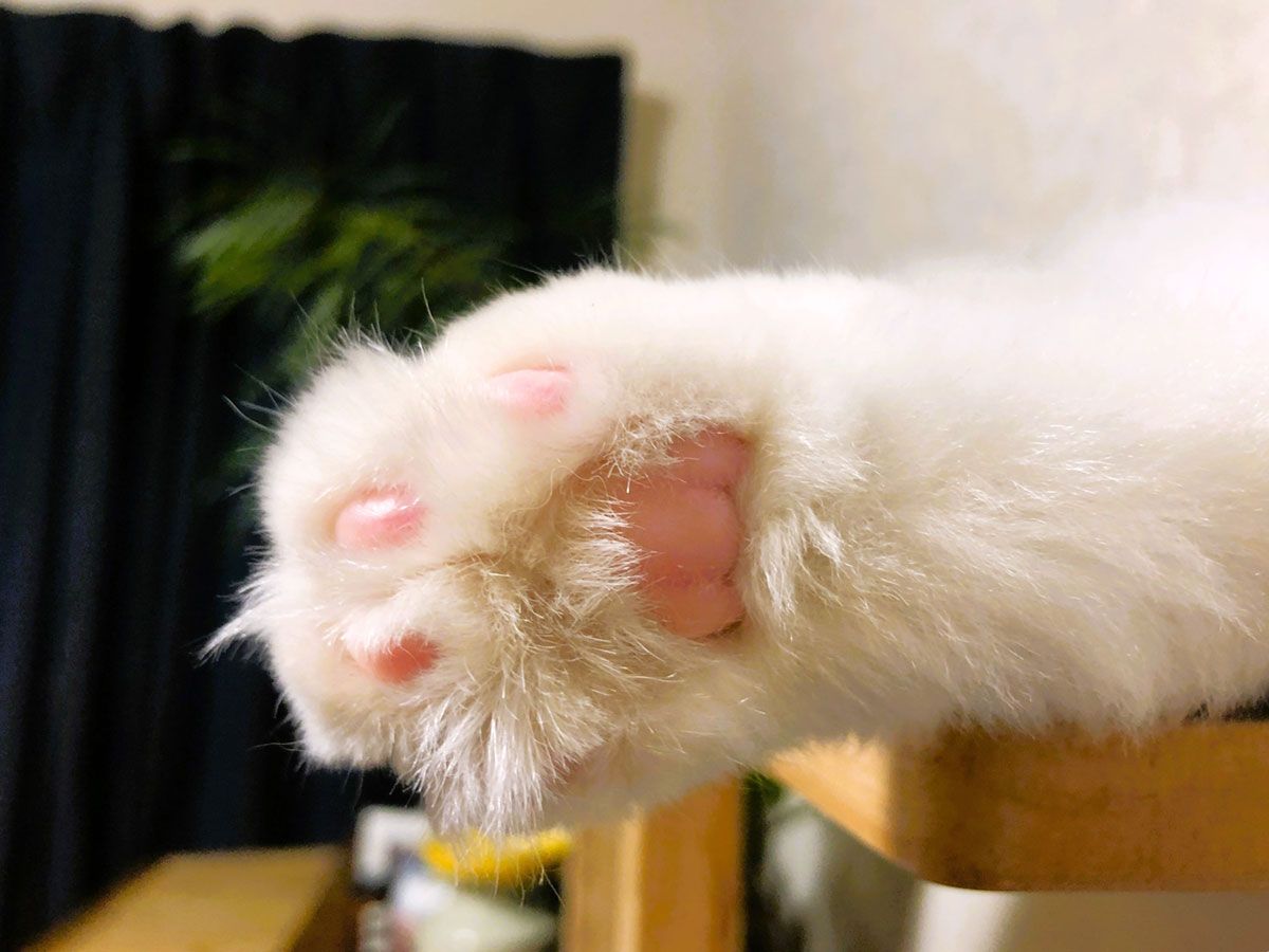 肉球、見て見て！【はくべい、んべんべダイアリー。 vol.3】 | TRILL【トリル】