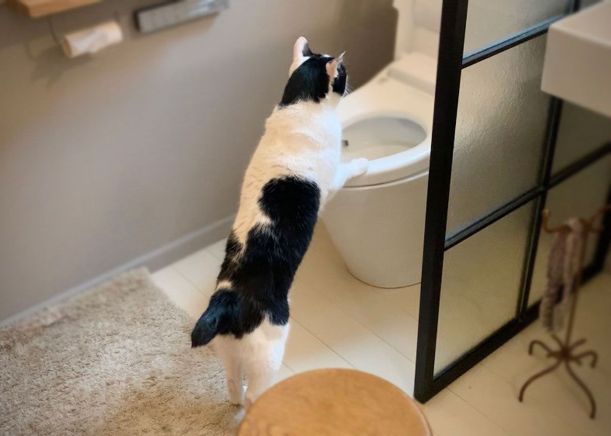 とほほなトイレ事情。【〈LOISIR〉デザイナー・前田敬子による、保護猫・えいたと暮らす日常。 vol.49】 | TRILL【トリル】