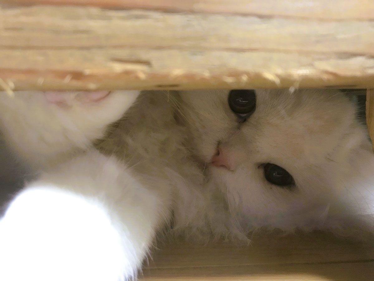 しーー！ 隠れて！【はくべい、んべんべダイアリー。 vol.5】 | TRILL【トリル】