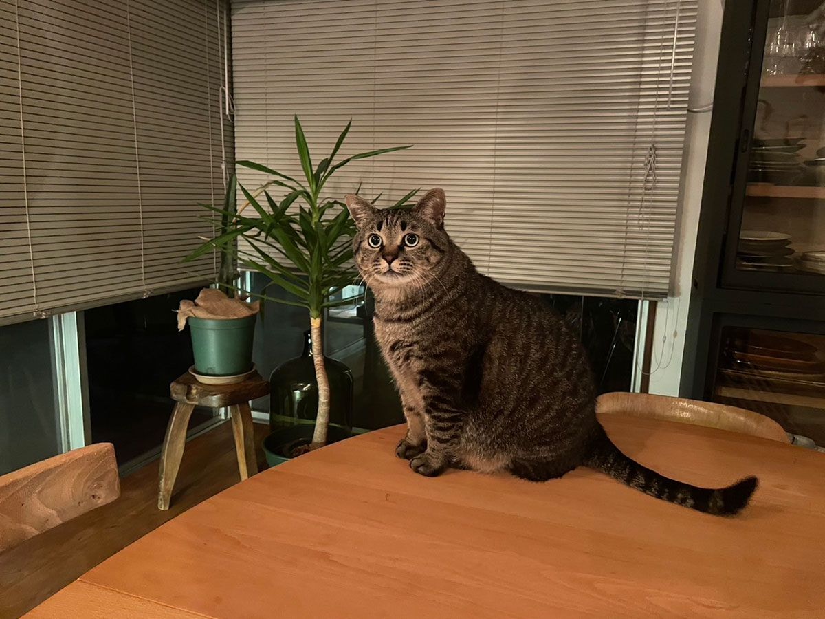 4ヶ月ぶりのただいま！ れみやで！【ぽっちゃり猫、れみのピースフル記。vol.31】 | TRILL【トリル】