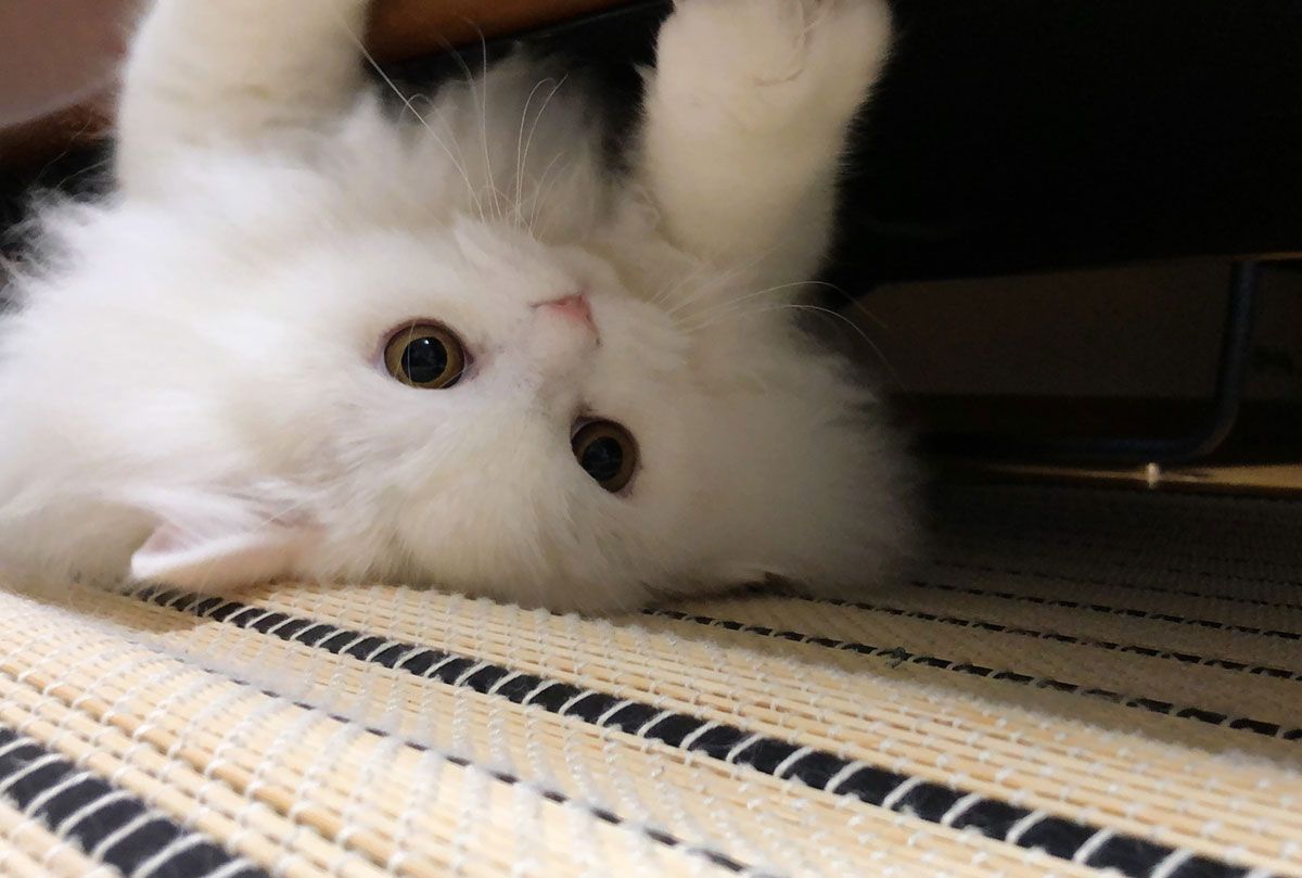 はくべい、筋トレ中！【はくべい、んべんべダイアリー。 vol.7】 | TRILL【トリル】