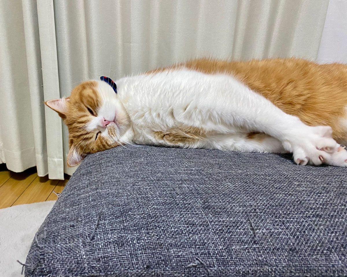 グーグー猫です。【とろろ、もふもふDays。vol.71】 | TRILL【トリル】