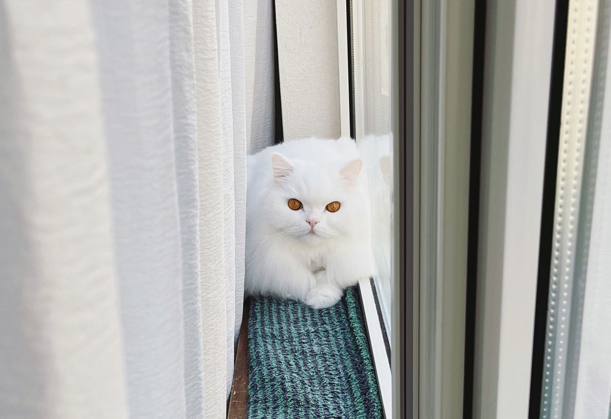 おなか、冷やさないようにね。【はくべい、んべんべダイアリー。 vol.9】 | TRILL【トリル】