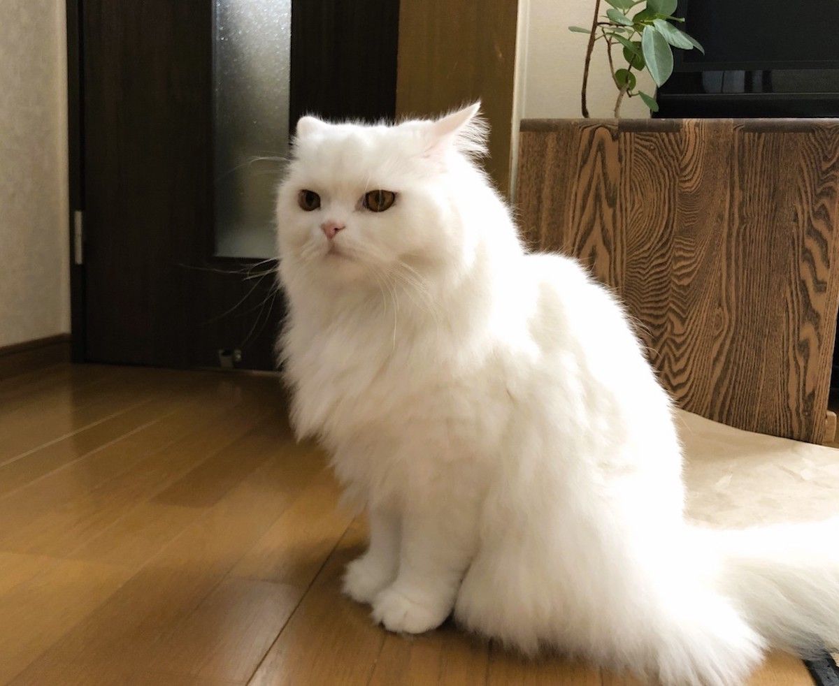 いか耳になっちゃった！【はくべい、んべんべダイアリー。 vol.10】 | TRILL【トリル】