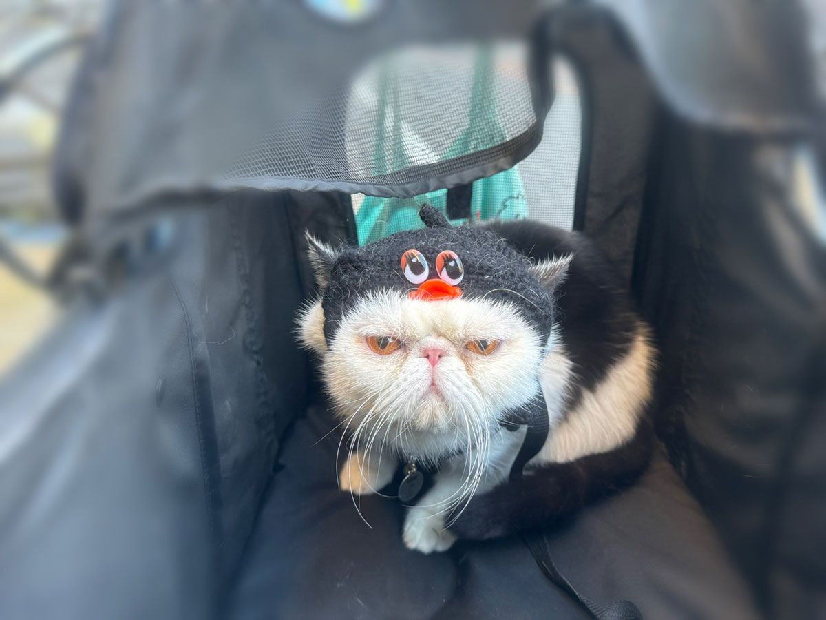 お散歩で見つけたものは？【おちょこ、ぽのぽのだより。vol.149】 | TRILL【トリル】