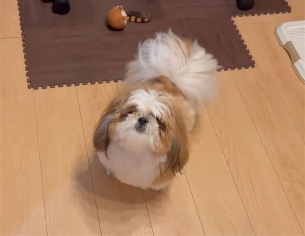 焼き芋食べられると大喜びするシーズーがかわいすぎる！「歓喜の舞」「ぐるんぐるん」 | TRILL【トリル】