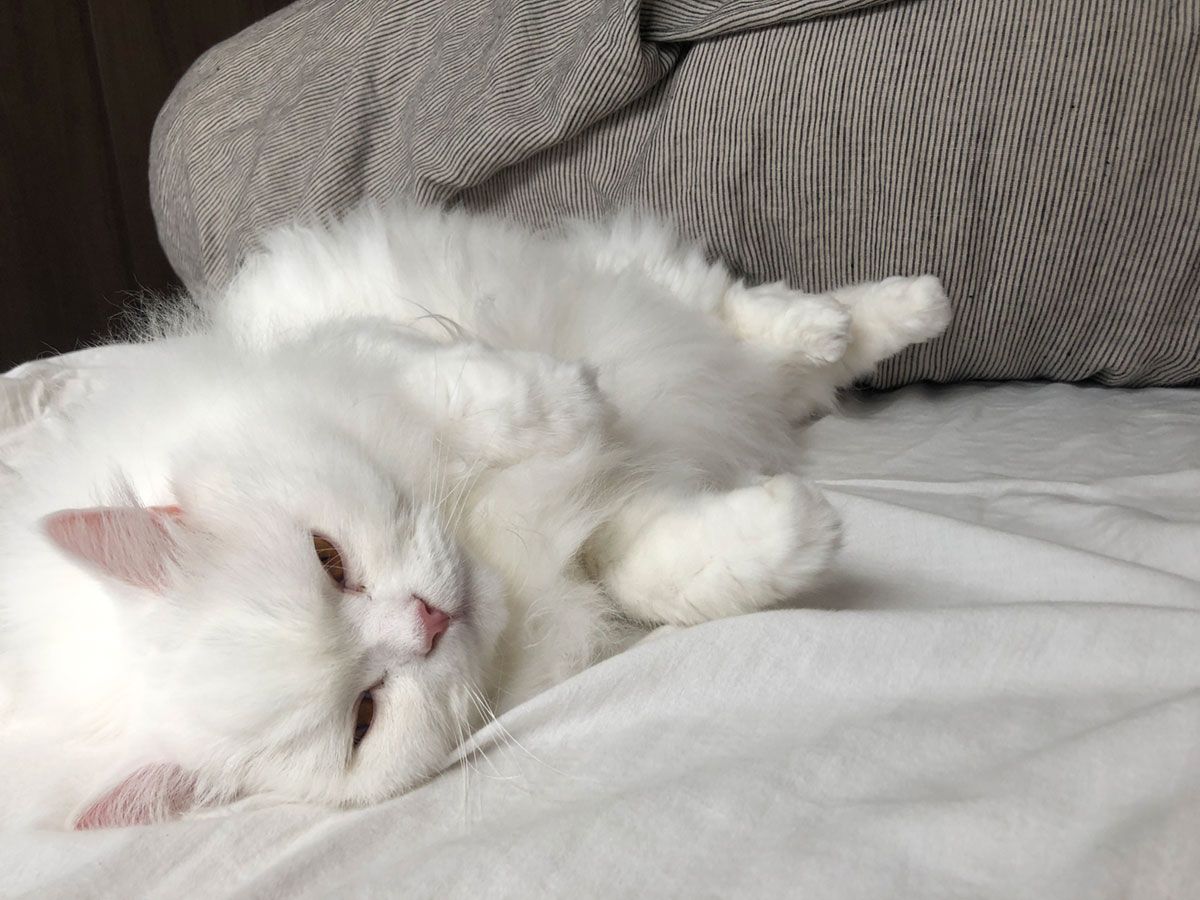 はくべいの睡眠教室。【はくべい、んべんべダイアリー。 vol.12】 | TRILL【トリル】