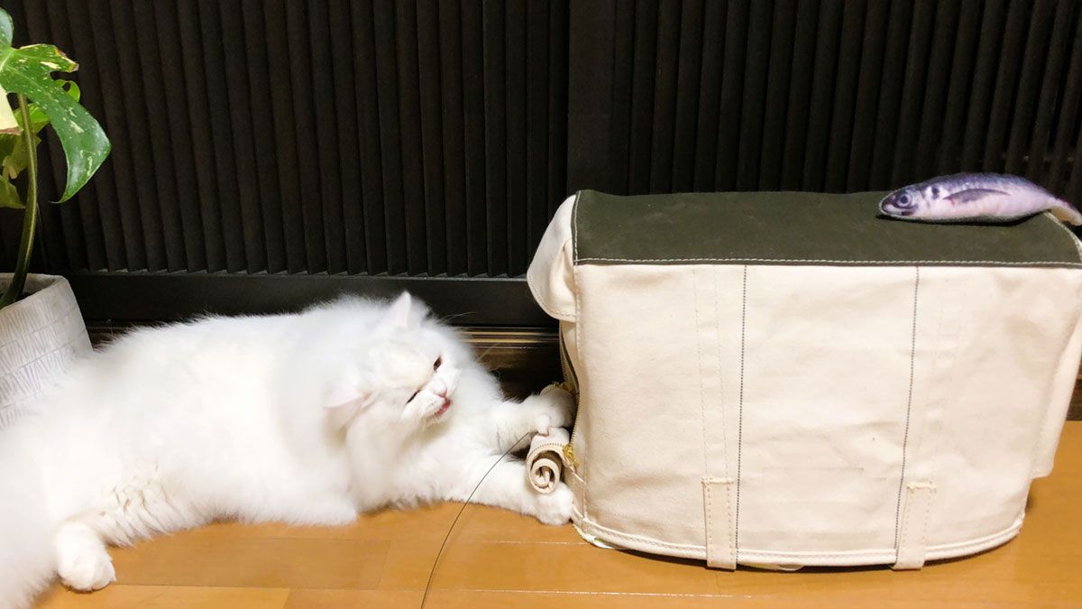 何の箱かな？【はくべい、んべんべダイアリー。 vol.14】 | TRILL【トリル】