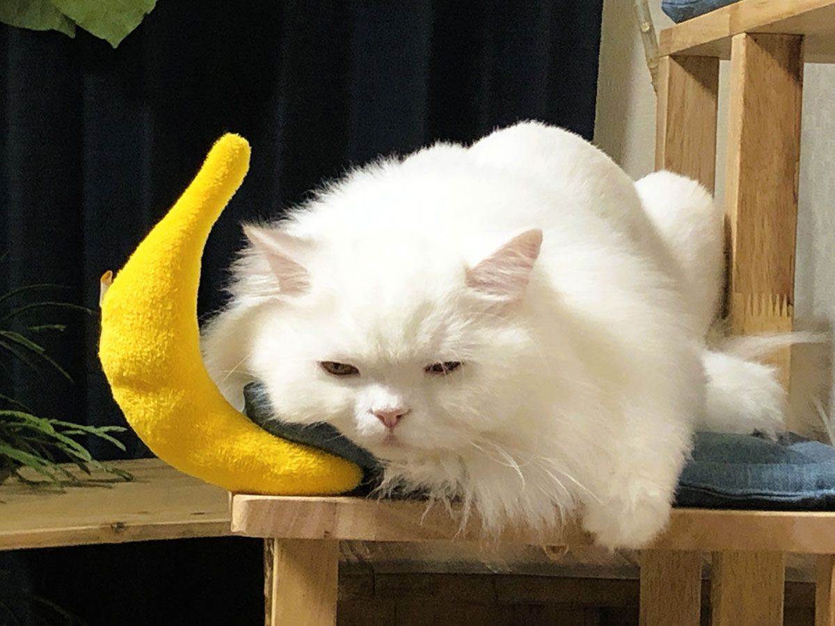 もしもし？【はくべい、んべんべダイアリー。 vol.15】 | TRILL【トリル】