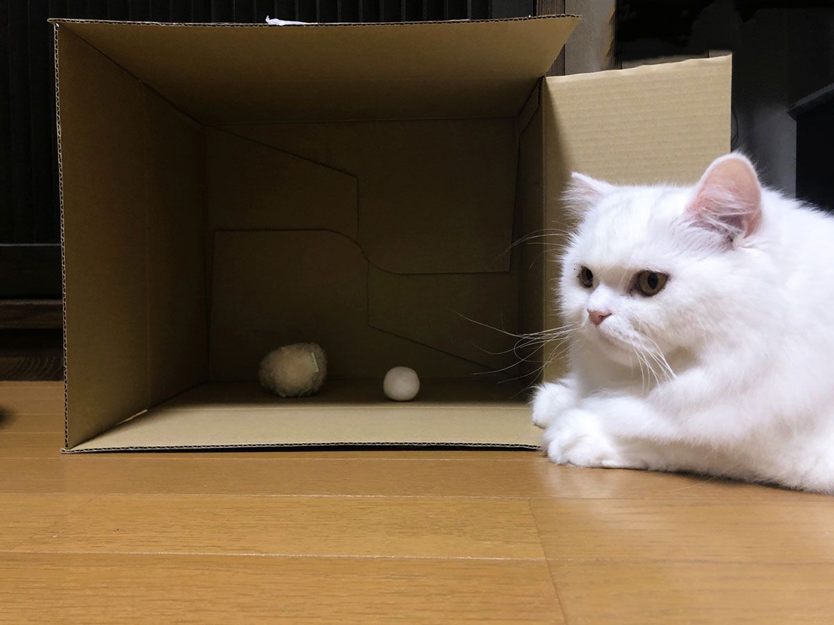 店番もできるよ。【はくべい、んべんべダイアリー。 vol.16】 | TRILL【トリル】