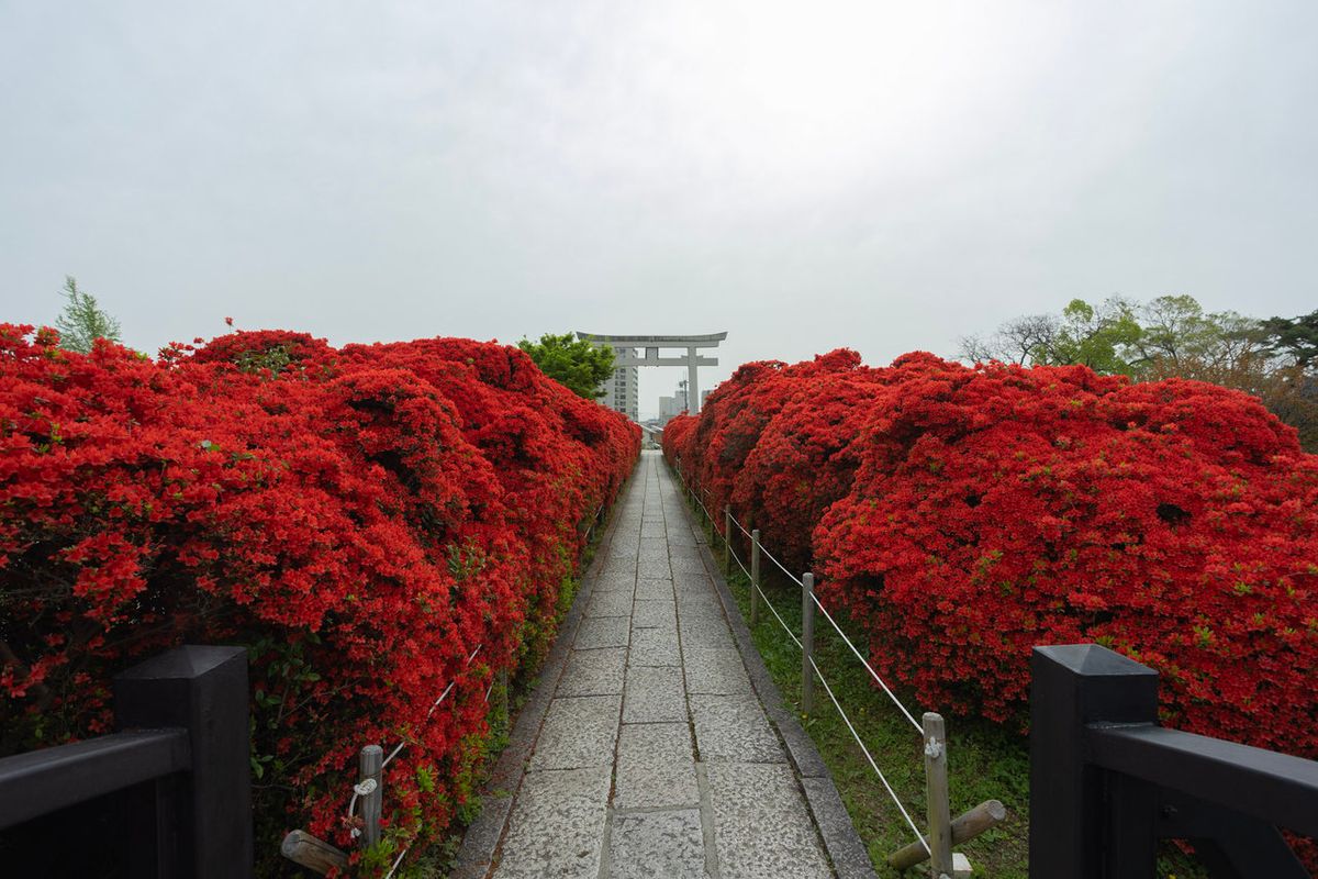 【見頃】今年も赤い絶景は健在！「長岡天満宮 キリシマツツジ」【京都花めぐり】 | TRILL【トリル】
