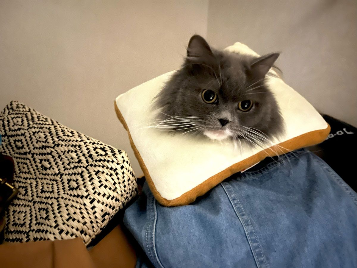 ぼくの食パンなんだけど！【はくべい、んべんべダイアリー。 vol.19】 | TRILL【トリル】