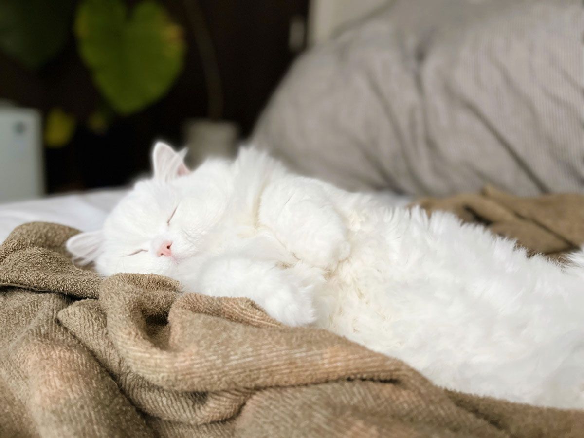 すやすや、はくべい。【はくべい、んべんべダイアリー。 vol.20】 | TRILL【トリル】