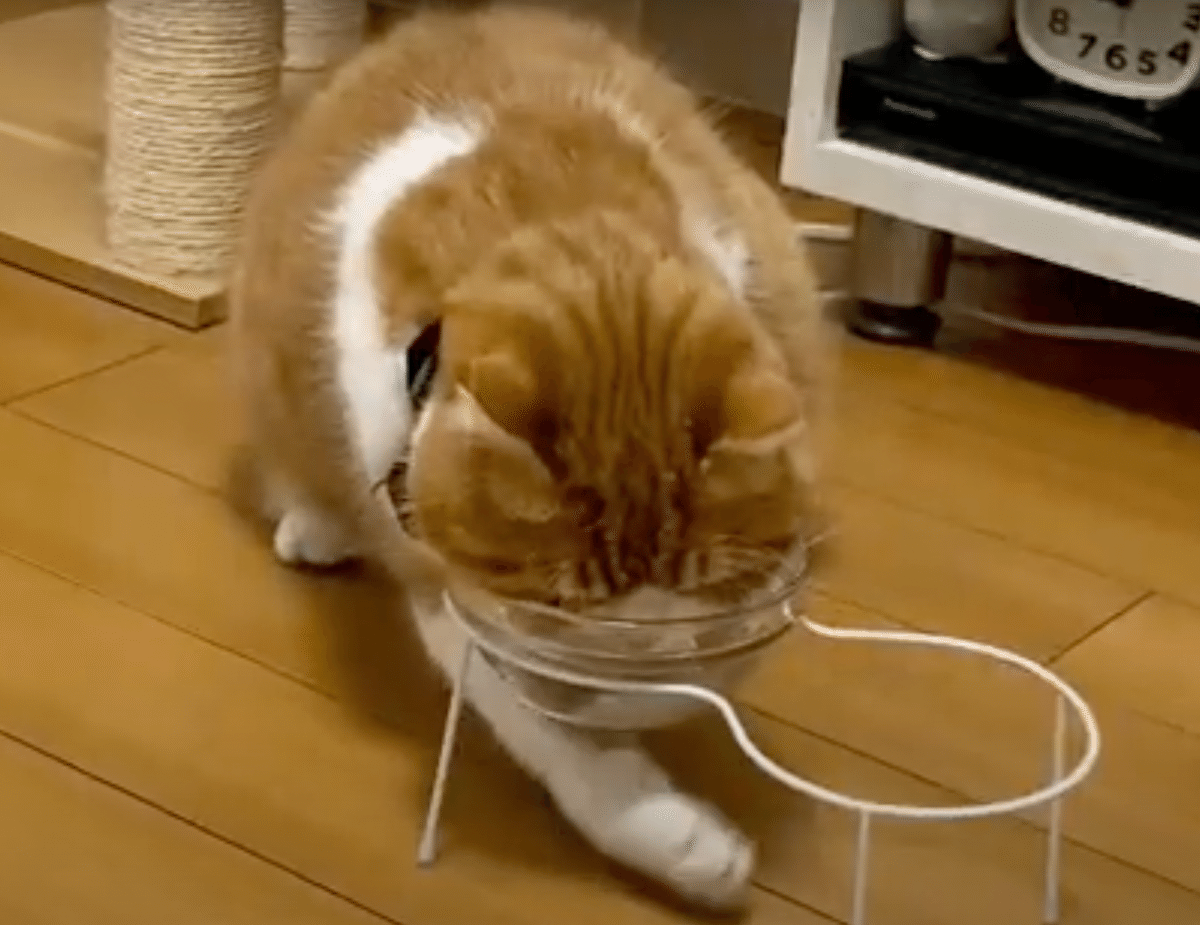 お手手ティティ。【とろろ、もふもふDays。vol.73】 | TRILL【トリル】