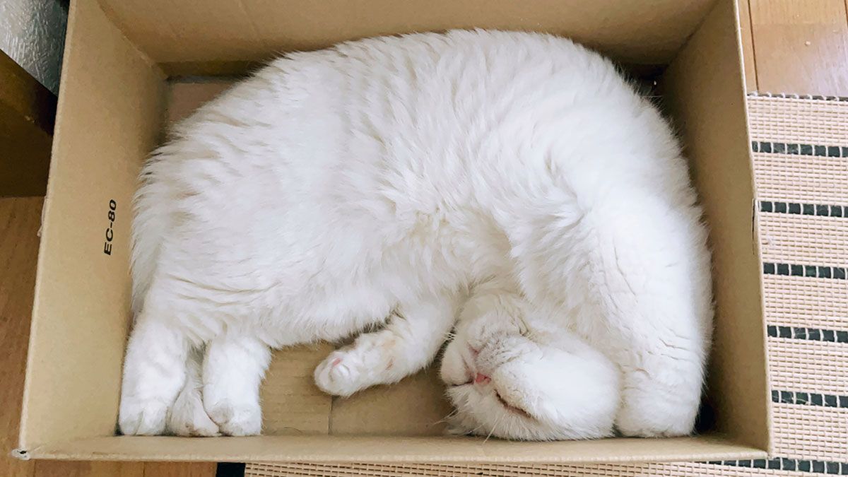 ぼくのお父さん、ほうさくだよ。【はくべい、んべんべダイアリー。 vol.22】 | TRILL【トリル】