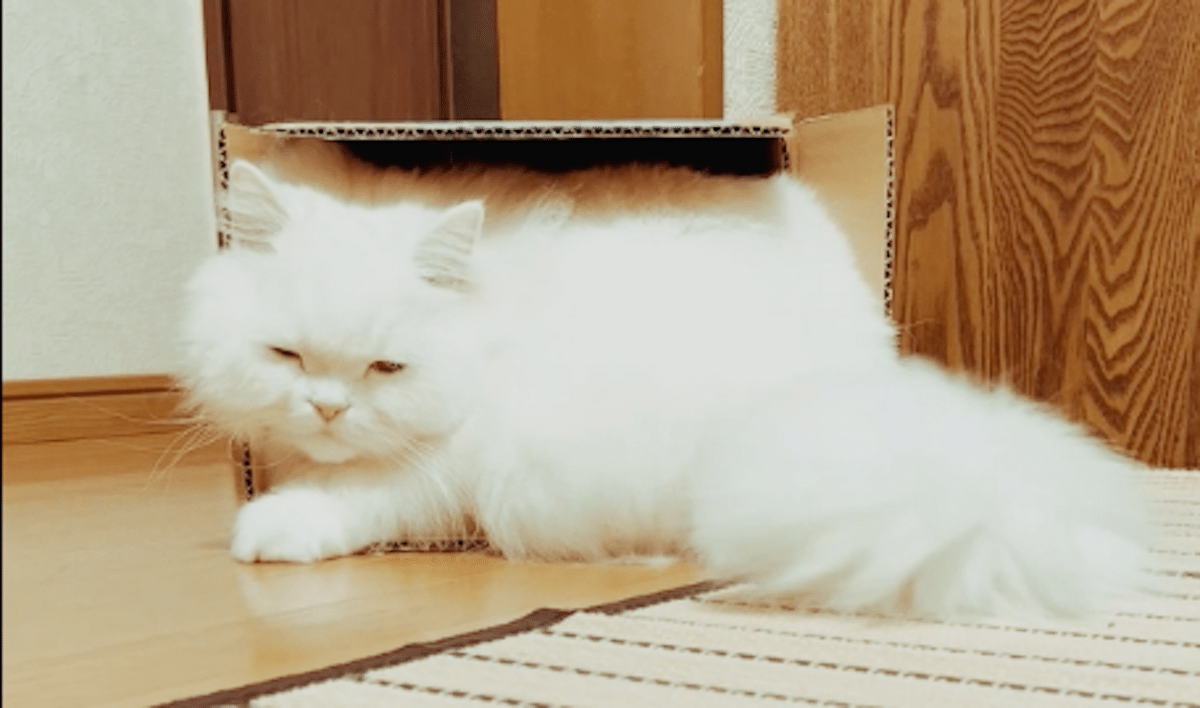 もふもふしっぽ、見ていって。【はくべい、んべんべダイアリー。 vol.25】 | TRILL【トリル】