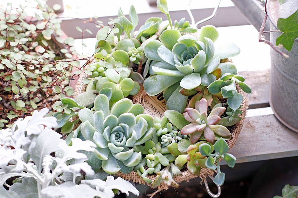 ハマる予感！ 100均活用で多肉植物の寄せ植えにチャレンジ プチプラ花コーデVol.134 | TRILL【トリル】