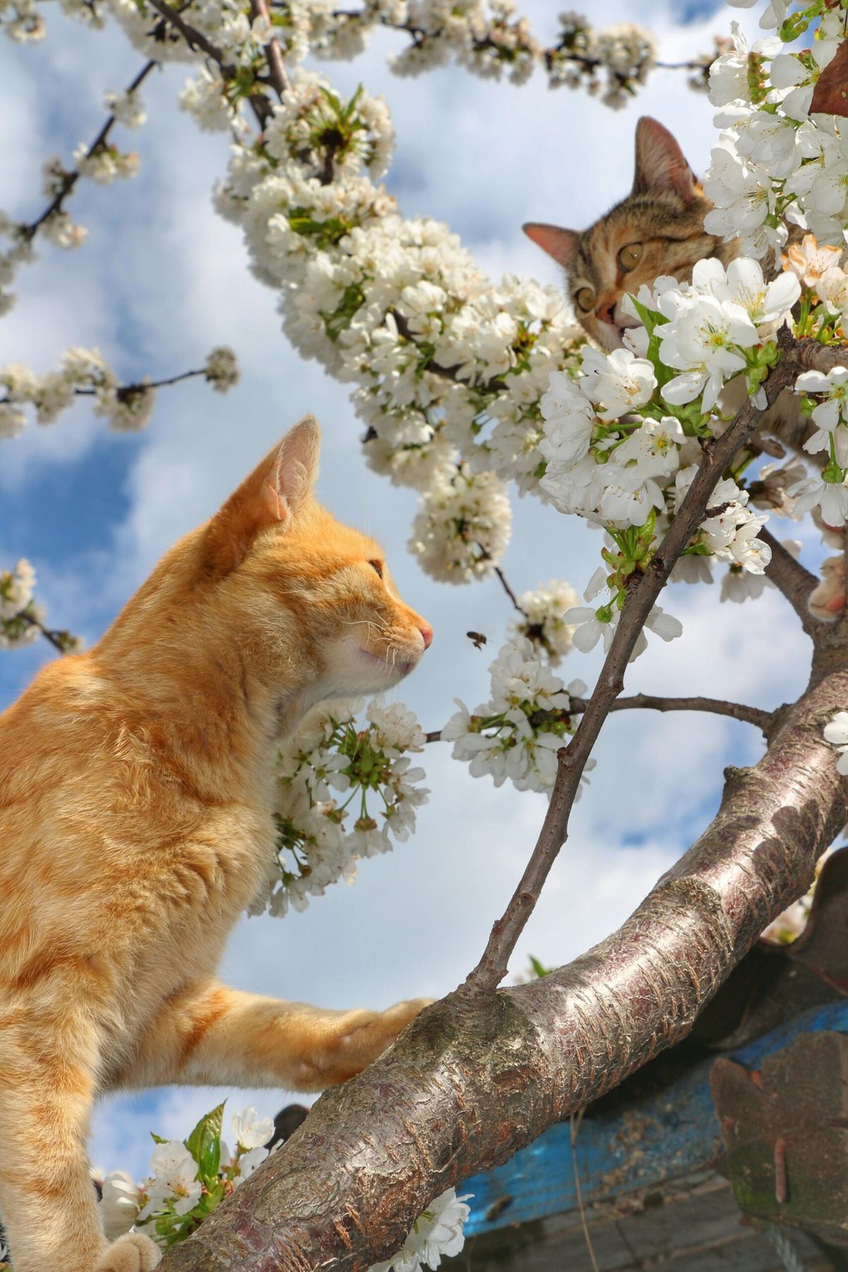 本日の美人猫vol.573 | TRILL【トリル】