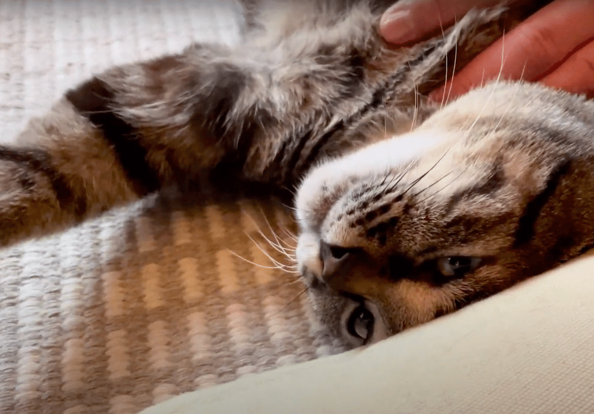 春の眠気には勝たれへん……。【ぽっちゃり猫、れみのピースフル記。vol.34】 | TRILL【トリル】