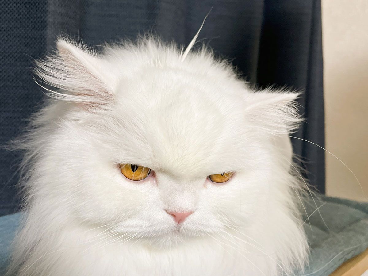 んべんべ、ピーン！【はくべい、んべんべダイアリー。 vol.28】 | TRILL【トリル】