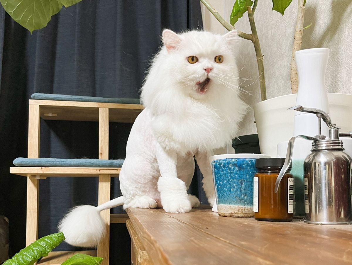 んまーーい！【はくべい、んべんべダイアリー。 vol.29】 | TRILL【トリル】