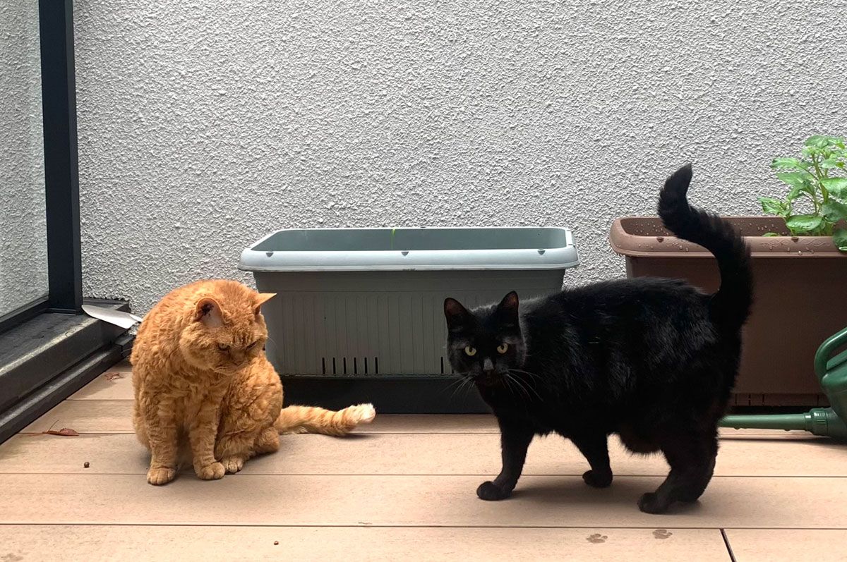 ぼくたちのおやつはあるかしら？【黒猫ギネスと茶トラのピムス。仲良し兄弟のベターライフ日記。vol.116】 | TRILL【トリル】