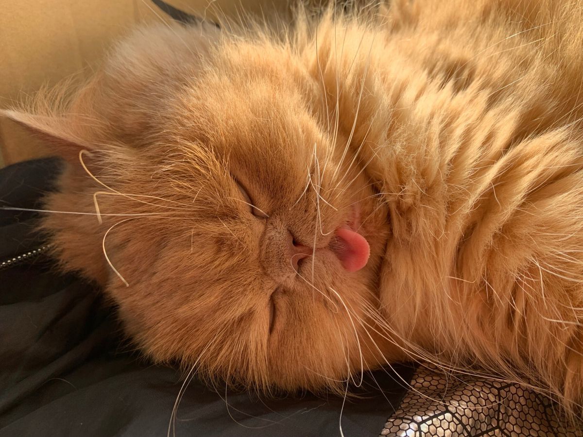 ずーっと眠たいのだ。【寝ぼすけヨーダ、ぽかぽかの毎日。 vol.1】 | TRILL【トリル】