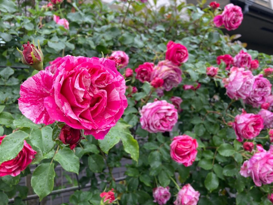 【田無・西武柳沢】美しいバラで姫気分に「保谷町ローズガーデン」 | TRILL【トリル】