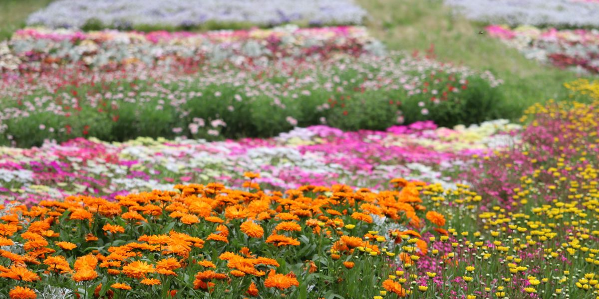 【静岡・浜松】この時期限定！「浜名湖花博」がおすすめフラワースポット！ | TRILL【トリル】