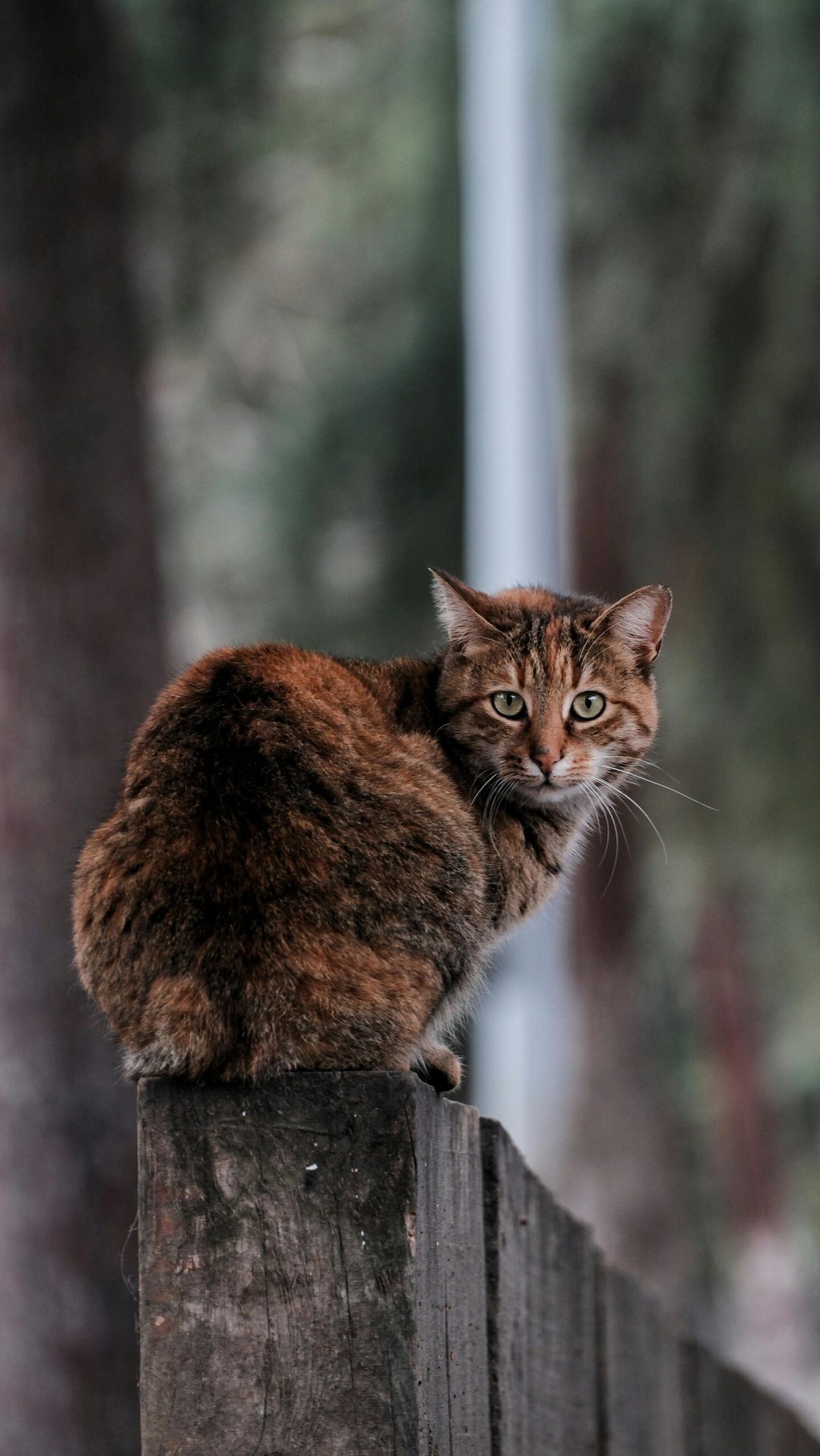 本日の美人猫vol.574 | TRILL【トリル】