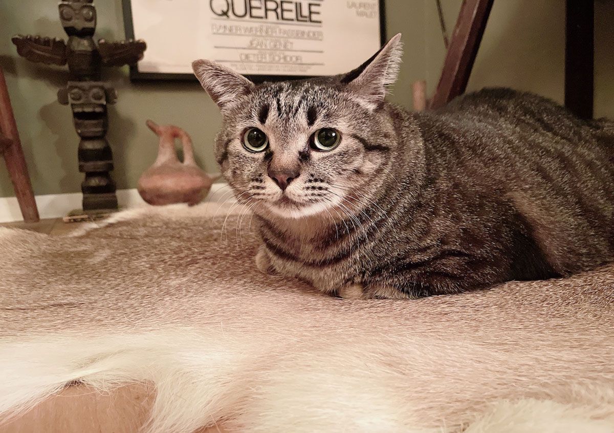 夜の相棒、紹介するで。【ぽっちゃり猫、れみのピースフル記。vol.35】 | TRILL【トリル】