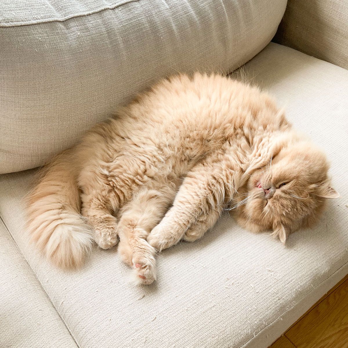 今日ものんびり、お昼寝日和。【寝ぼすけヨーダ、ぽかぽかの毎日。 vol.5】 | TRILL【トリル】