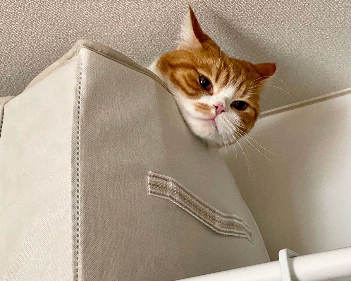 天井から、にょきっ！【とろろ、もふもふDays。vol.75】 | TRILL【トリル】