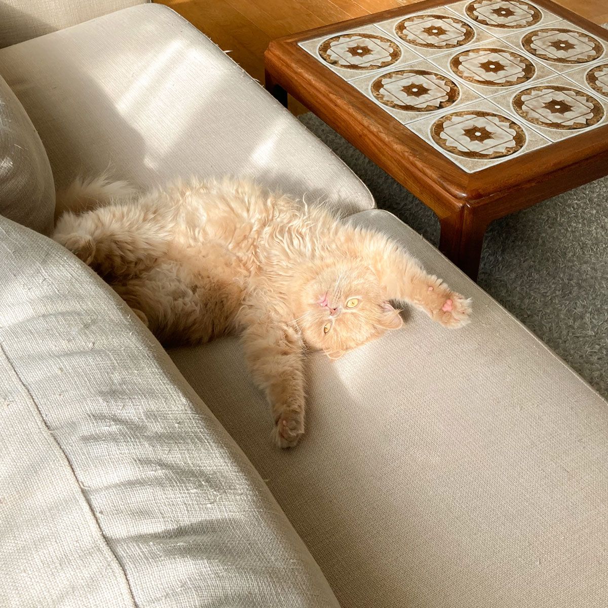 光合成中。【寝ぼすけヨーダ、ぽかぽかの毎日。 vol.8】 | TRILL【トリル】