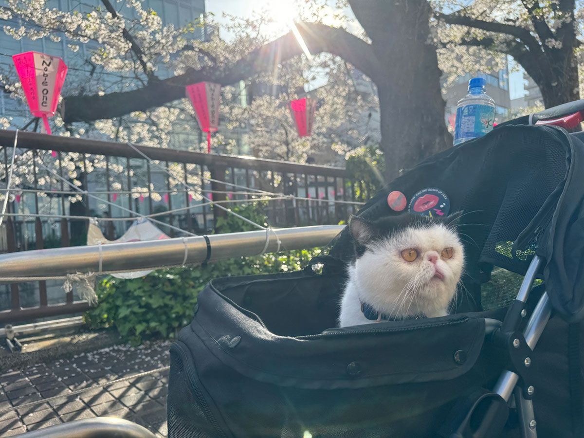 みんなでお花見。【おちょこ、ぽのぽのだより。vol.153】 | TRILL【トリル】