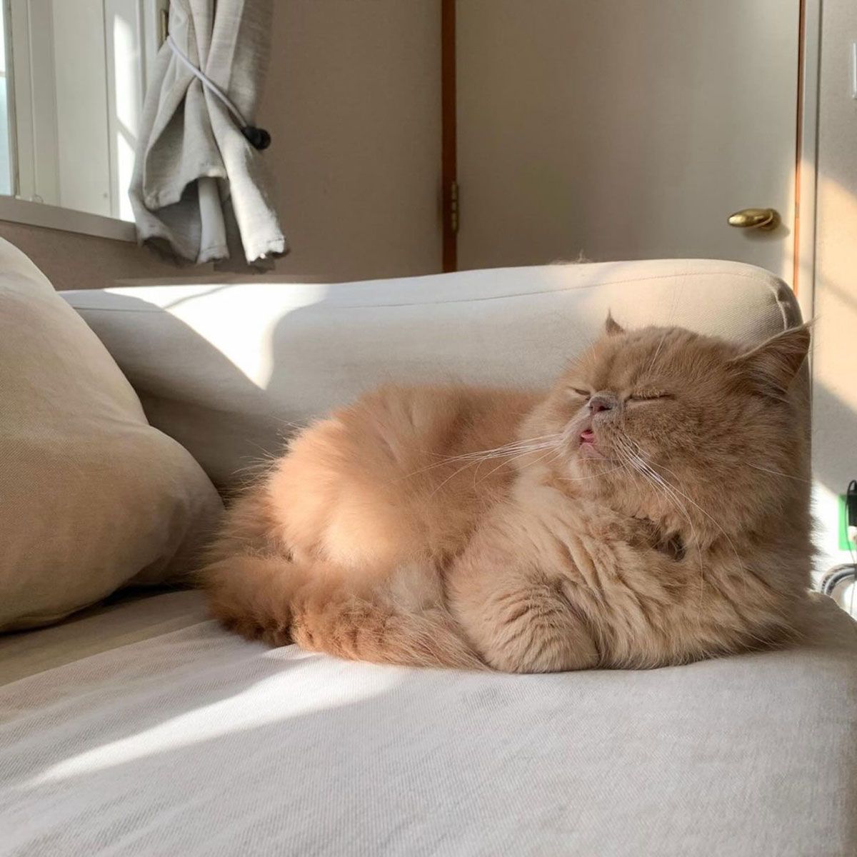 座右の銘。【寝ぼすけヨーダ、ぽかぽかの毎日。 vol.10】 | TRILL【トリル】