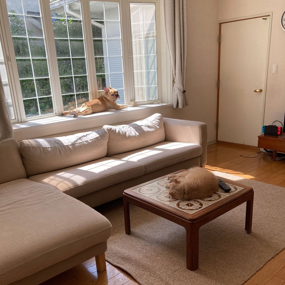 同居犬ボンドを紹介します。【寝ぼすけヨーダ、ぽかぽかの毎日。 vol.11】 | TRILL【トリル】