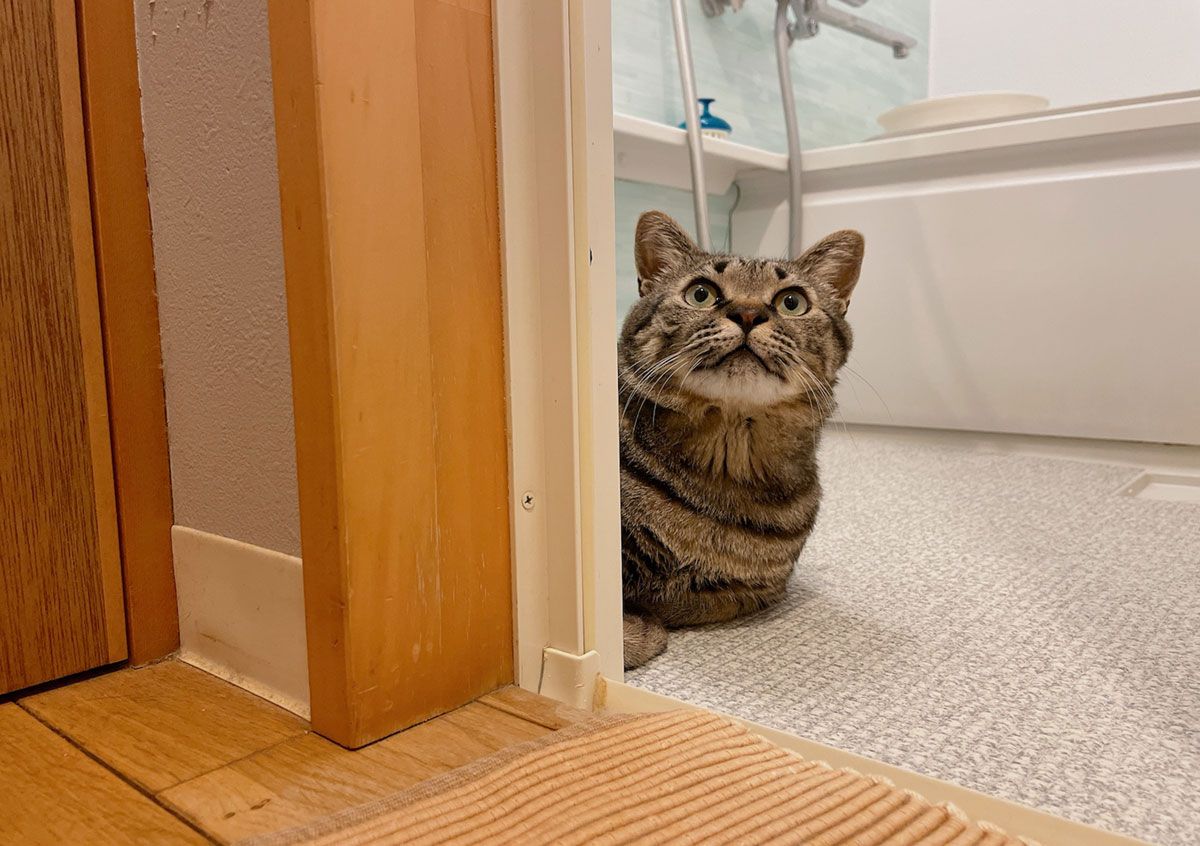 お風呂の平和はボクが守る！【ぽっちゃり猫、れみのピースフル記。vol.36】 | TRILL【トリル】