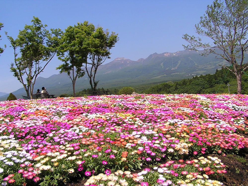 花の庭巡りならここ！ 面で魅せる圧巻の花畑「那須フラワーワールド」 | TRILL【トリル】
