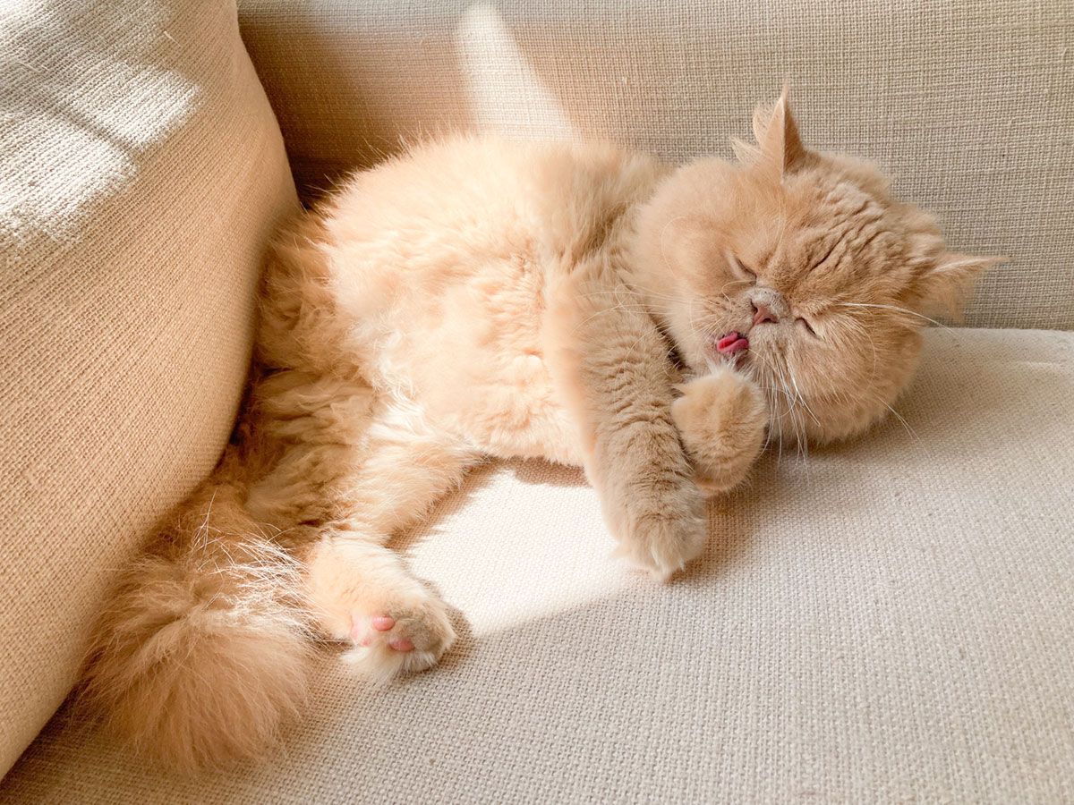 犬とのディスタンス、実は考えてます。【寝ぼすけヨーダ、ぽかぽかの毎日。 vol.13】 | TRILL【トリル】