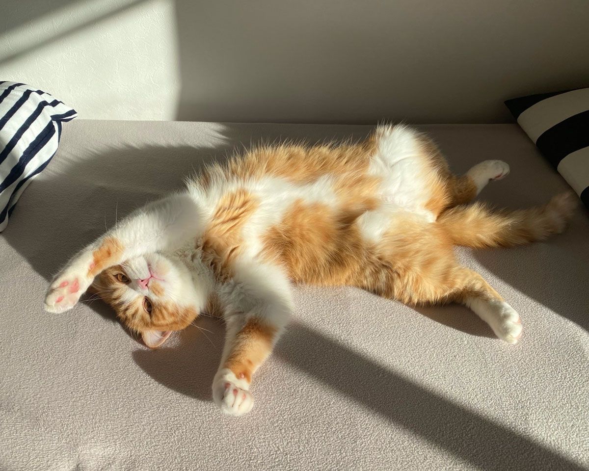 ニャスカの地上絵？【とろろ、もふもふDays。vol.76】 | TRILL【トリル】