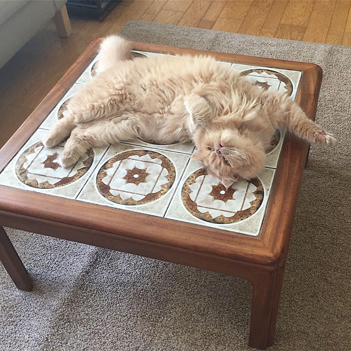 暑い日の昼寝は移動式。【寝ぼすけヨーダ、ぽかぽかの毎日。 vol.15】 | TRILL【トリル】