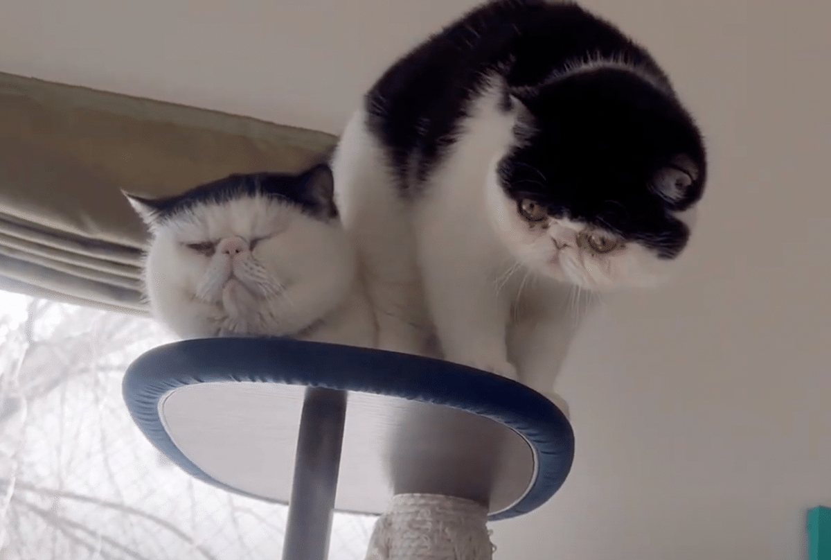 くっつきたがりの、ちろり。【おちょこ、ぽのぽのだより。vol.154】 | TRILL【トリル】