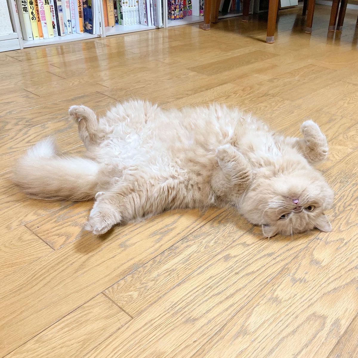 夜の主人公なのさ。【寝ぼすけヨーダ、ぽかぽかの毎日。 vol.16】 | TRILL【トリル】