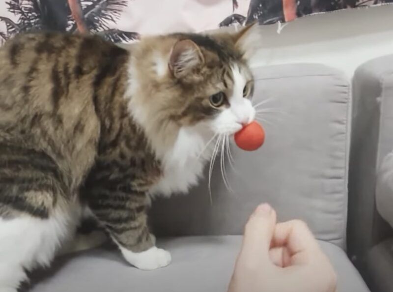 ボール遊びに夢中な猫さん！ ムキになって遊ぶ姿がかわいい♡ | TRILL【トリル】