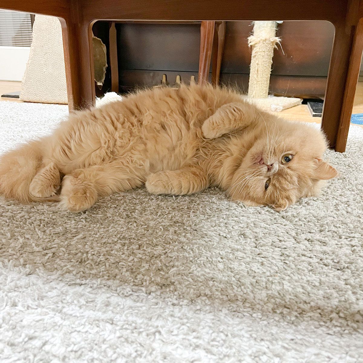 アツい視線、感じる？【寝ぼすけヨーダ、ぽかぽかの毎日。 vol.17】 | TRILL【トリル】