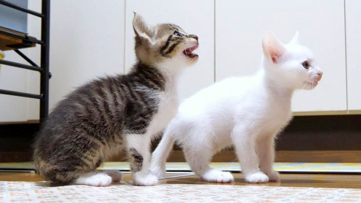 「どうやったら早くご飯がもらえるか？」を一生懸命考えた子猫達が、ついに可愛い作戦を思いつく♡ | TRILL【トリル】