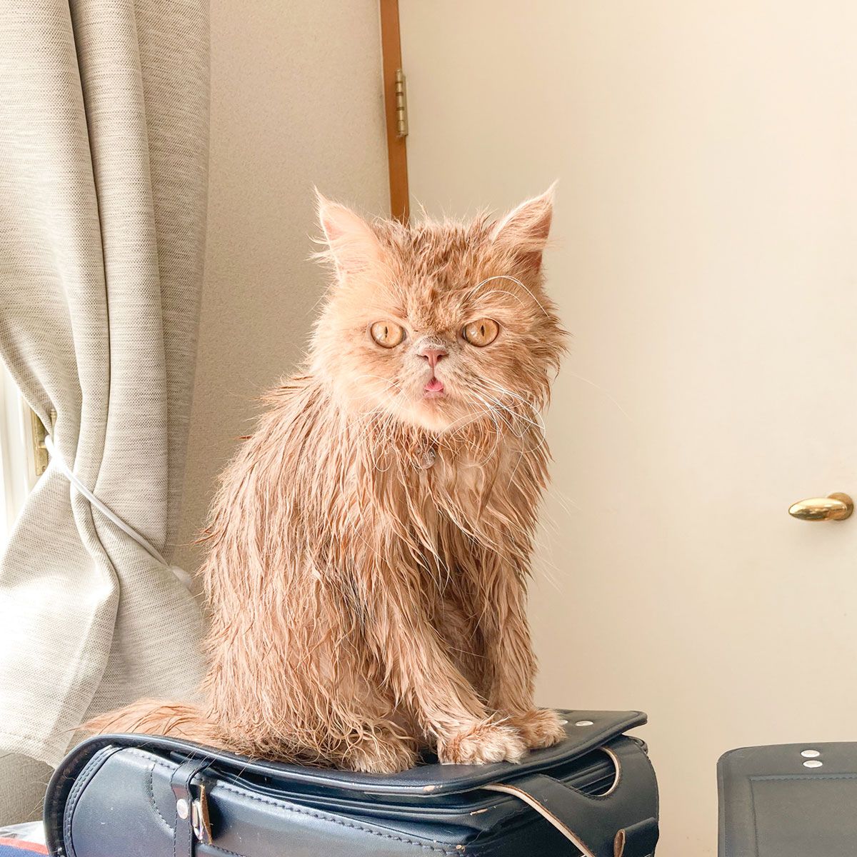 風呂上がりは恐怖って言われます。【寝ぼすけヨーダ、ぽかぽかの毎日。 vol.18】 | TRILL【トリル】